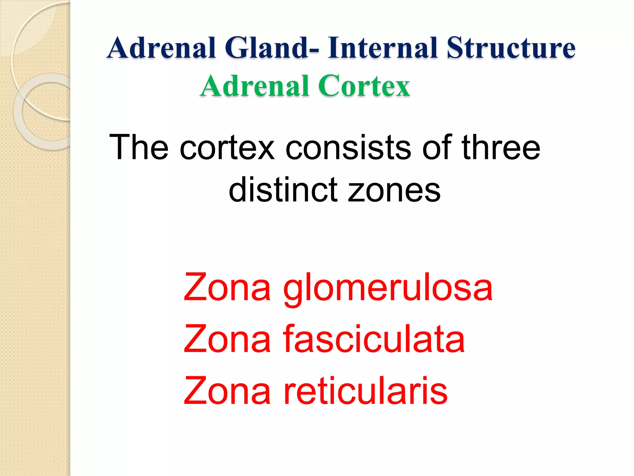 Adrenal gland | PPTX