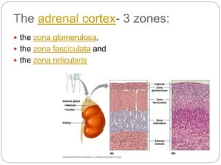 Adrenal gland | PPTX