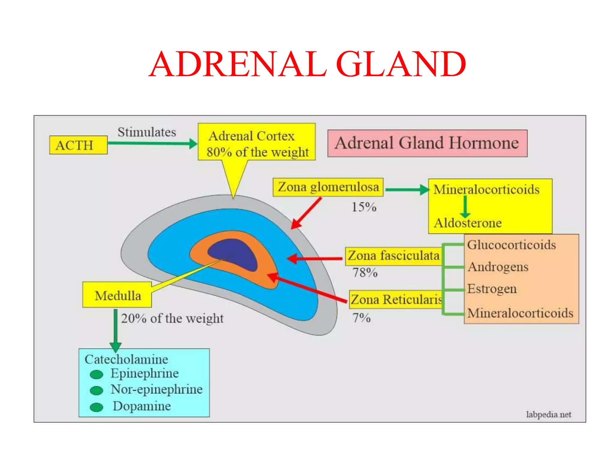 ADRENAL GLAND.pptx