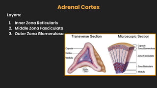 adrenal_gland.pptx