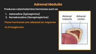 adrenal_gland.pptx