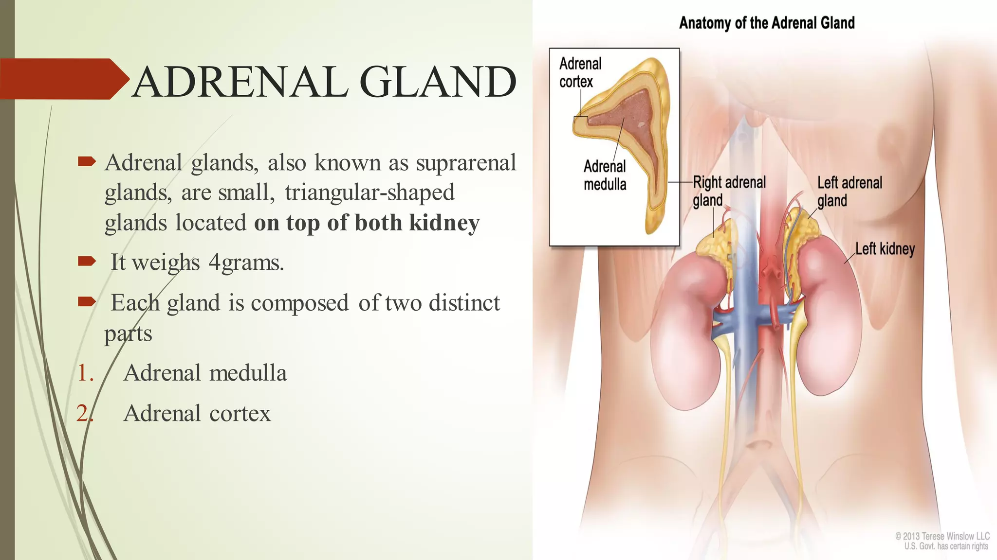 ADRENAL GLAND.pdf