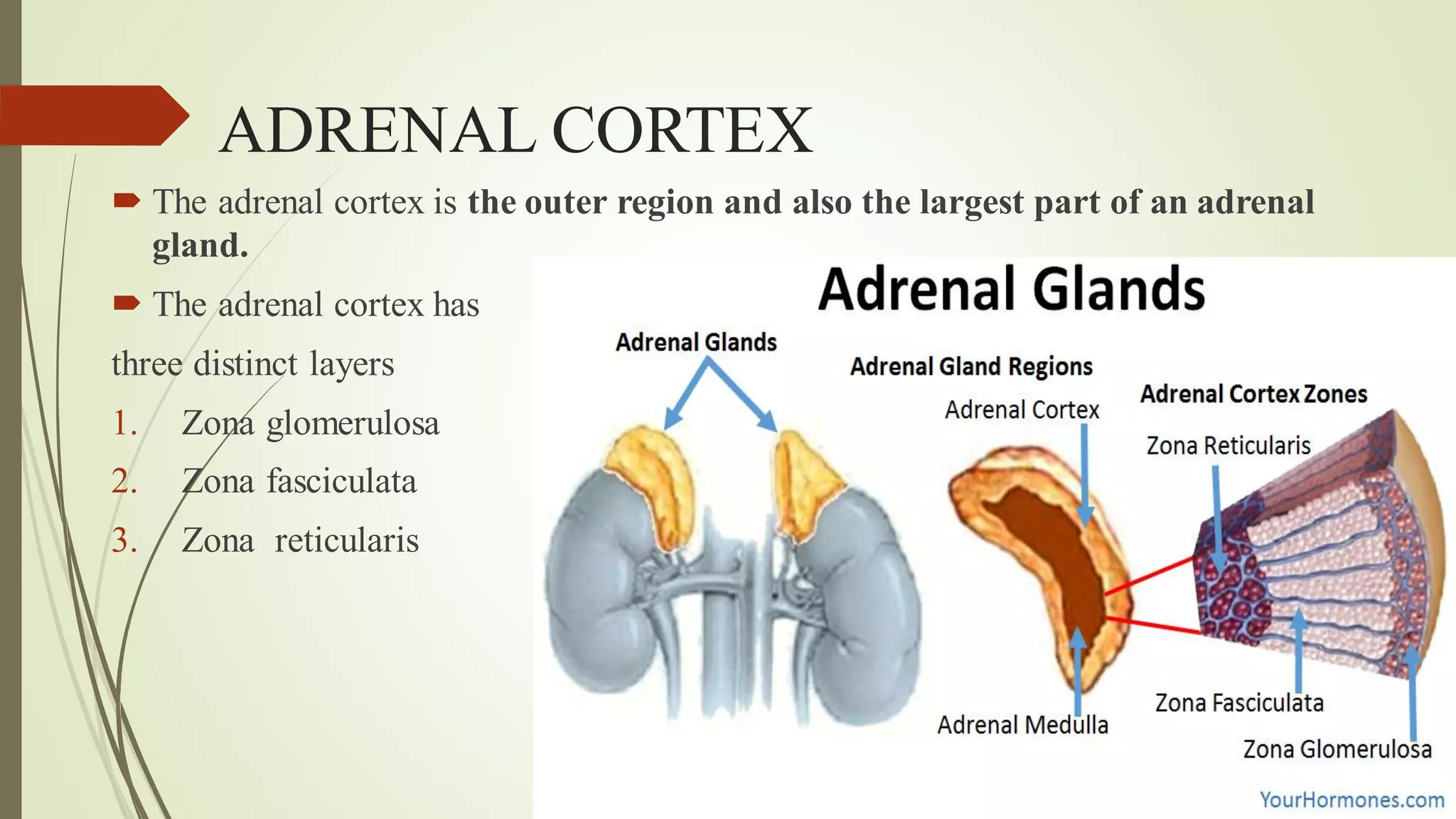 ADRENAL GLAND.pdf