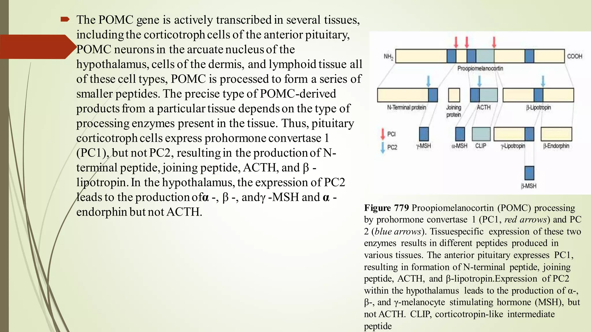 ADRENAL GLAND.pdf