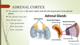 ADRENAL GLAND.pdf