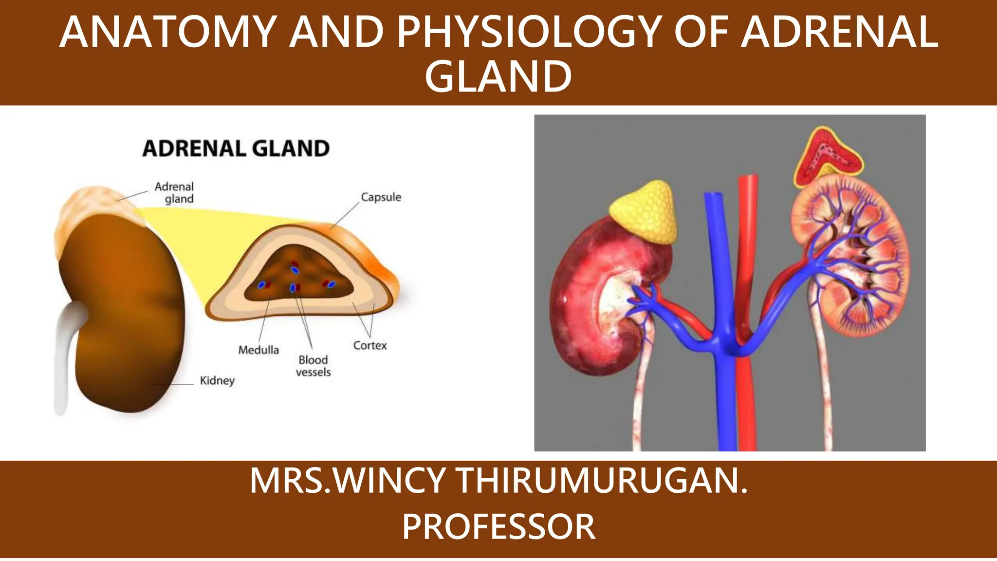 ADRENAL GLAND. PARTS,HORMONES, ABNORMALITIES AND NORMAL RANGES. pptx | PPTX