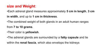 ADRENAL GLAND. PARTS,HORMONES, ABNORMALITIES AND NORMAL RANGES. pptx | PPTX