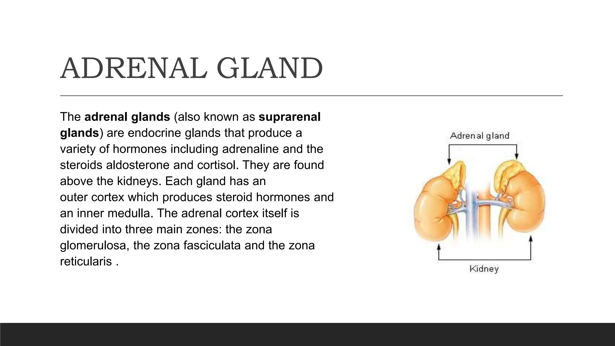 ADRENAL GLAND.pptxyfyfyfytfytfytftyftyftyfytfytfy | PPTX