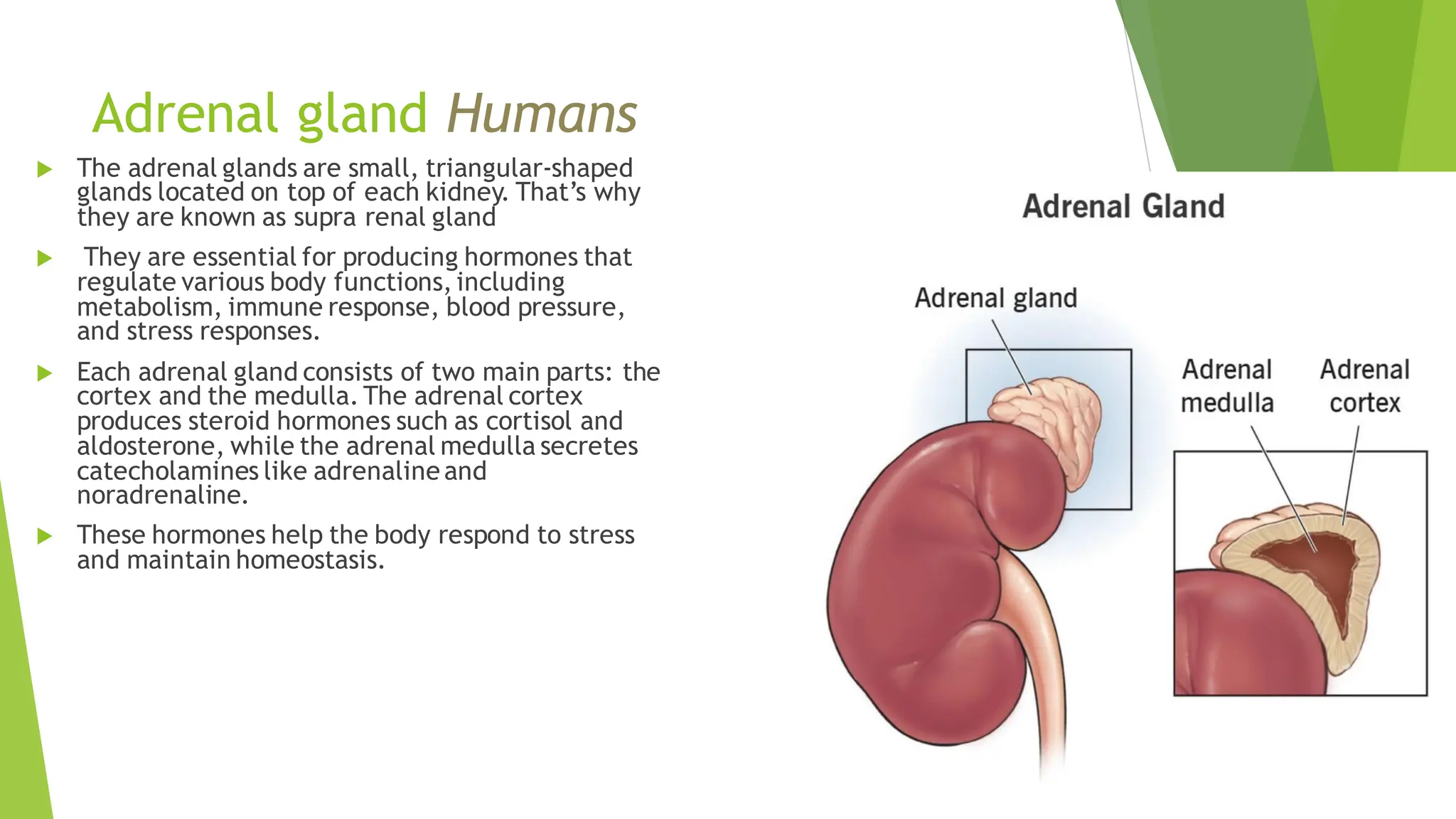 Comparative structure of adrenal gland in vertebrates | PDF