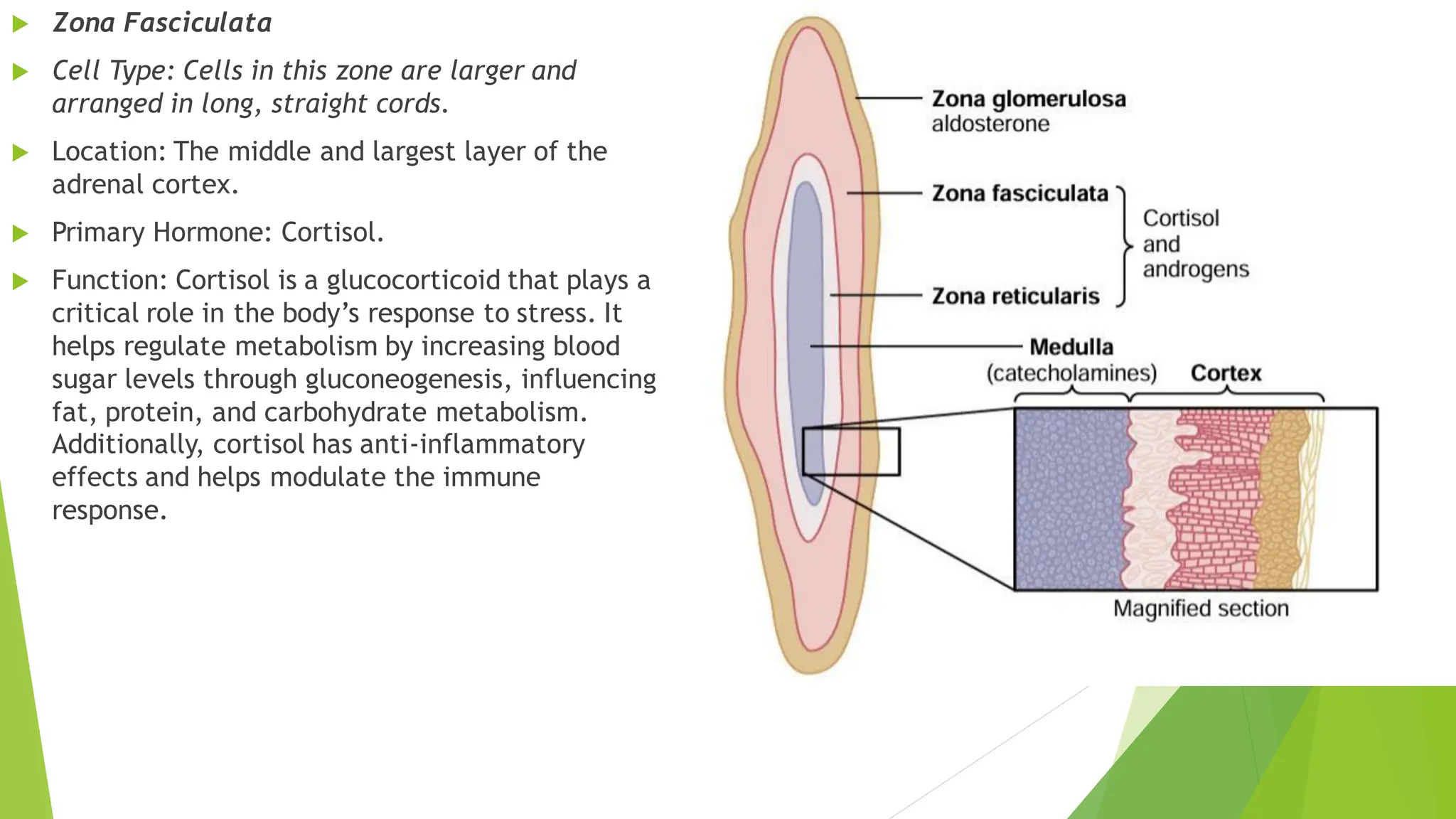Comparative structure of adrenal gland in vertebrates | PDF