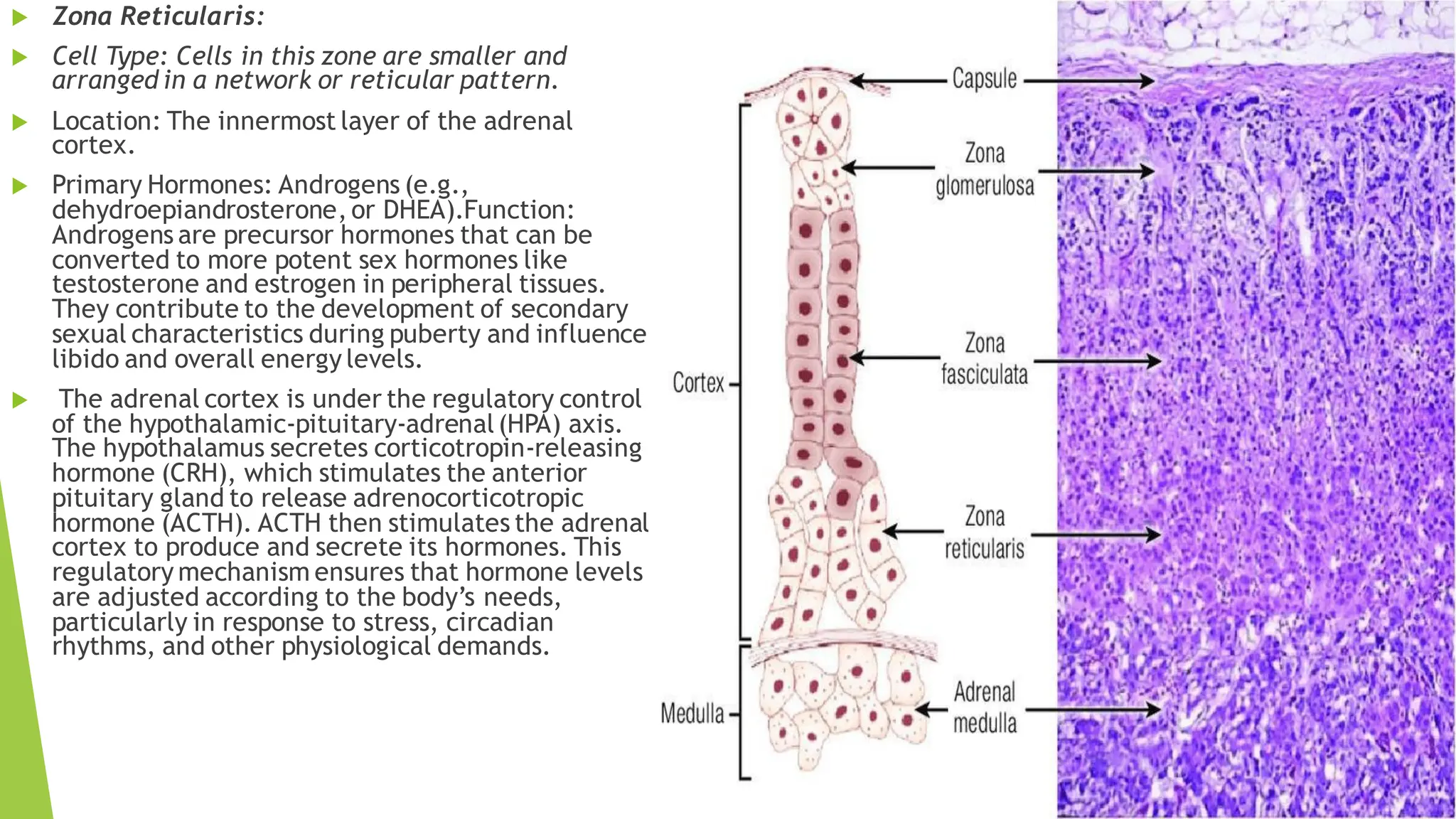 Comparative structure of adrenal gland in vertebrates | PDF