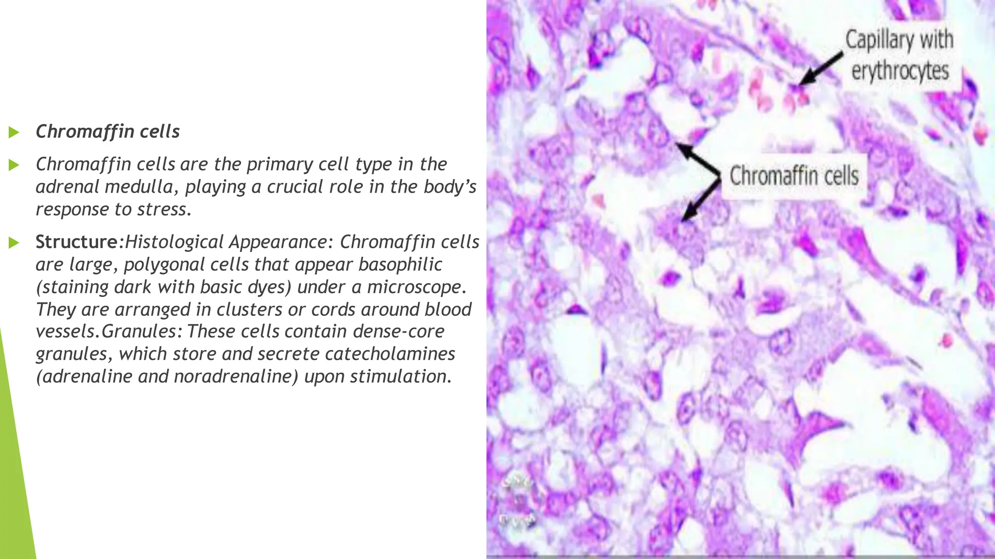 Comparative structure of adrenal gland in vertebrates | PDF