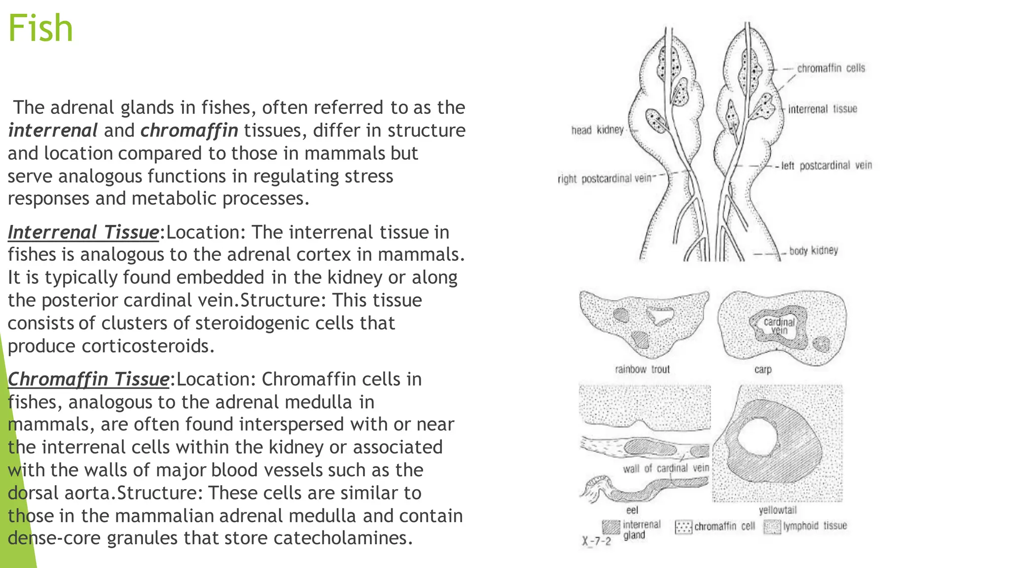 Comparative structure of adrenal gland in vertebrates | PDF
