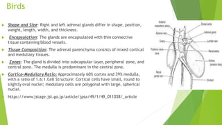 Comparative structure of adrenal gland in vertebrates | PDF