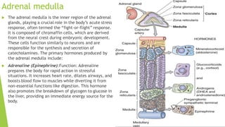 Comparative structure of adrenal gland in vertebrates | PDF