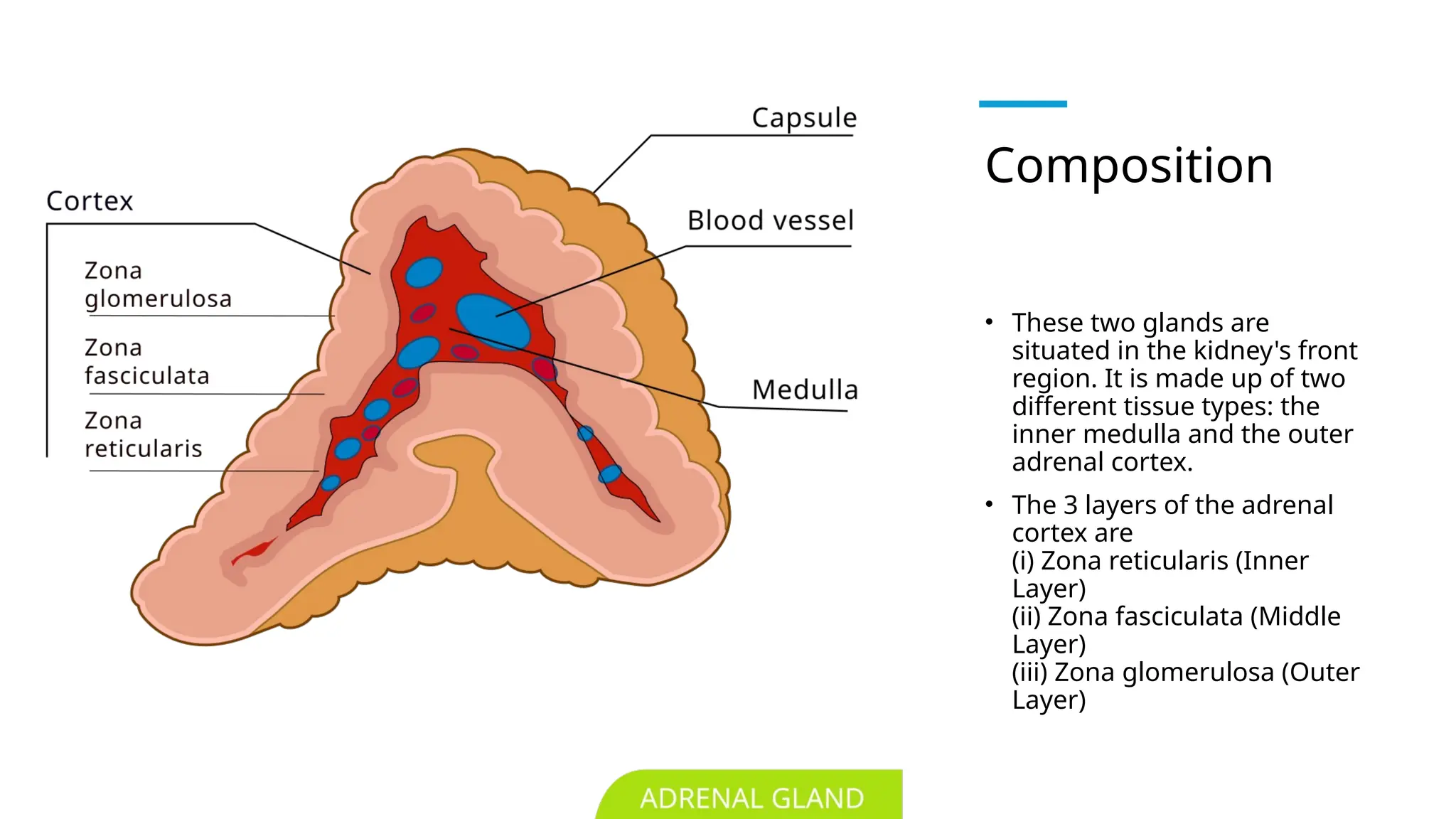 Presentation on the adrenal gland and its common functions | PPTX