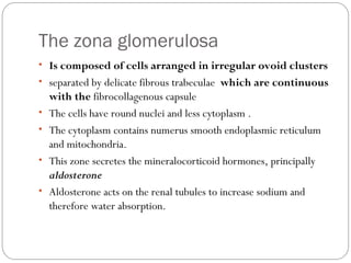 adrenal gland anatomy and histology .ppt