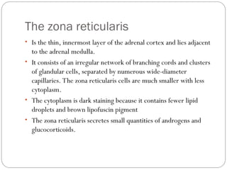 adrenal gland anatomy and histology .ppt