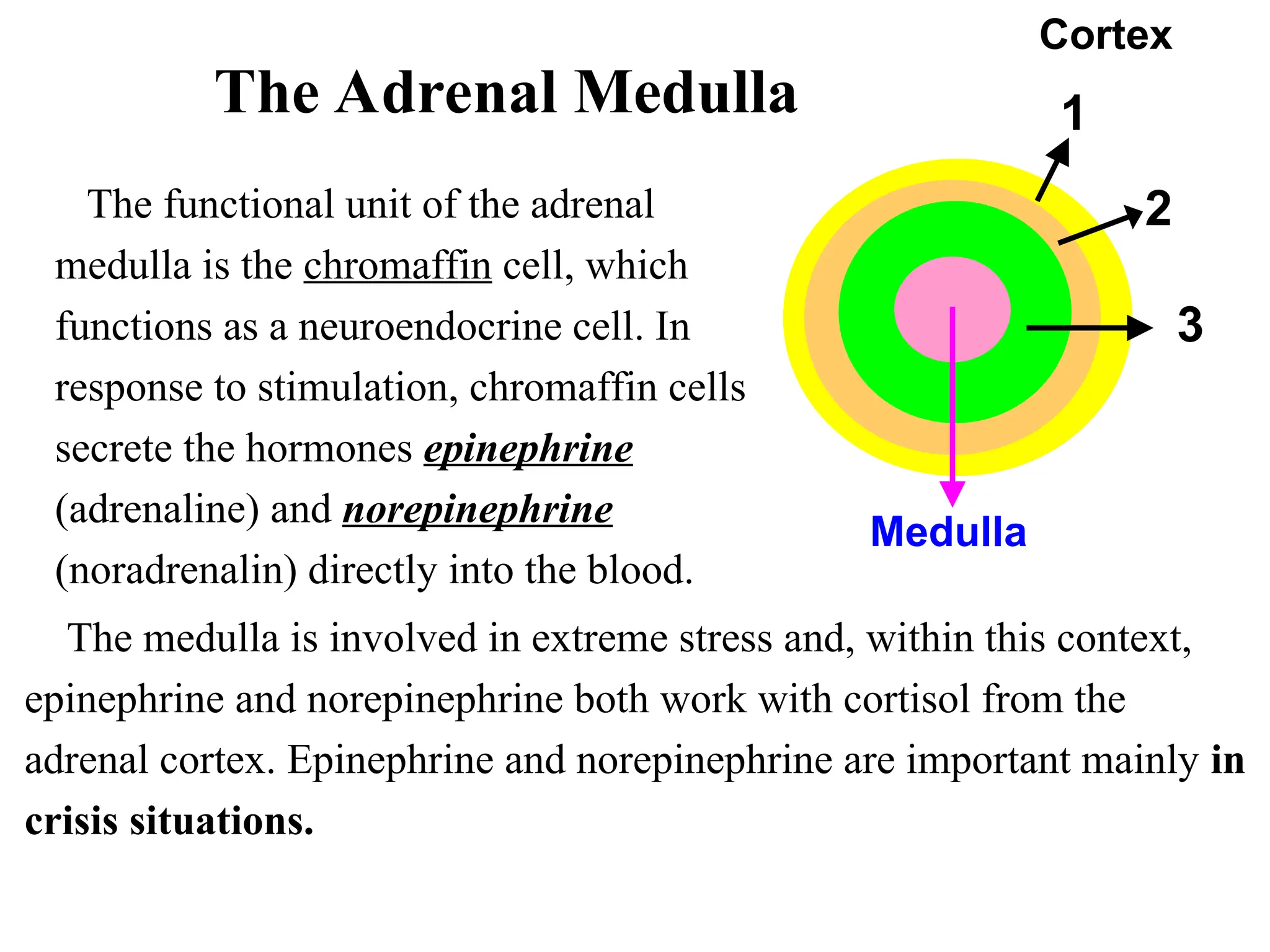 adrenal gland presentation free download.ppt