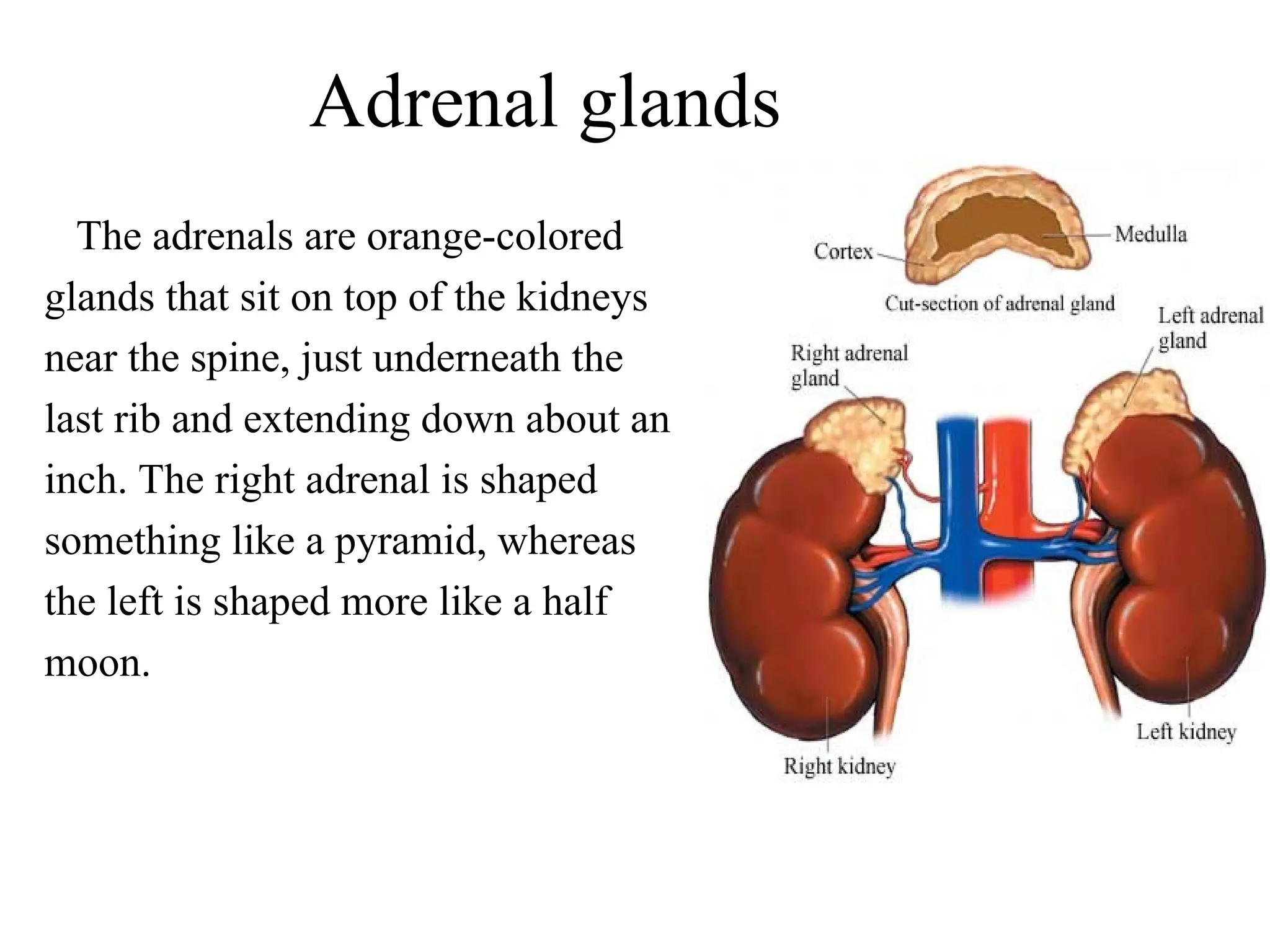adrenal gland presentation free download.ppt