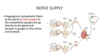 Adrenal gland endocrine- | PPTX