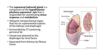 Adrenal gland endocrine- | PPTX