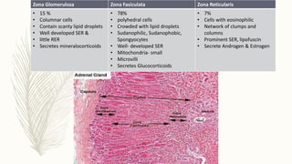 Adrenal Gland (2nd yr).pptx