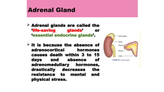 ADRENAL GLAND, ADRENAL CORTEX & ADRENAL MEDULLA.pptx