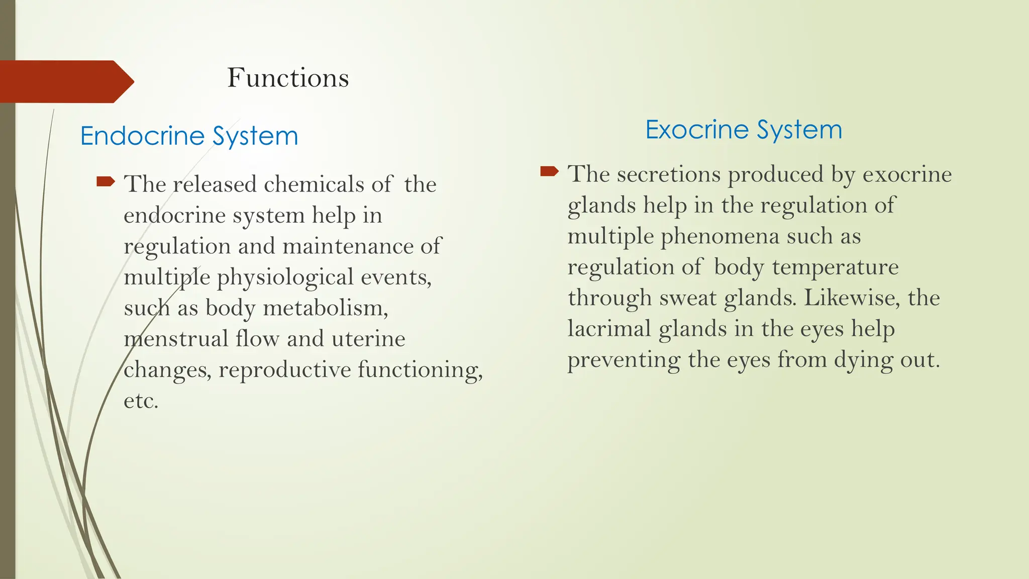 Adrenal Gland ENDOCRINE AND EXOCRINE SYSTEMS | PPT