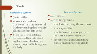 Adrenal Gland ENDOCRINE AND EXOCRINE SYSTEMS | PPT