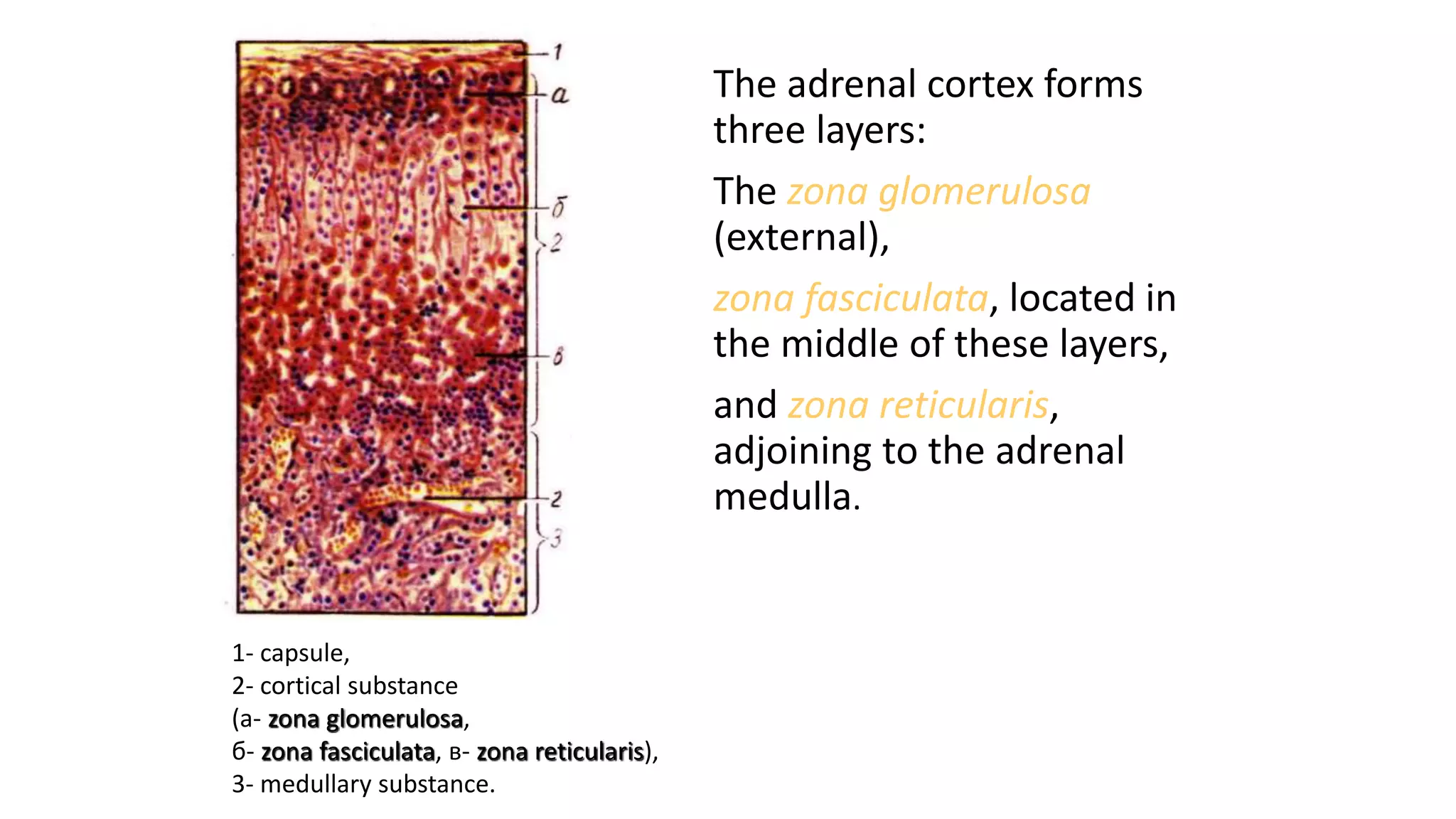 Adrenal gland diseases,Cushing syndrome,Addison disease and ...