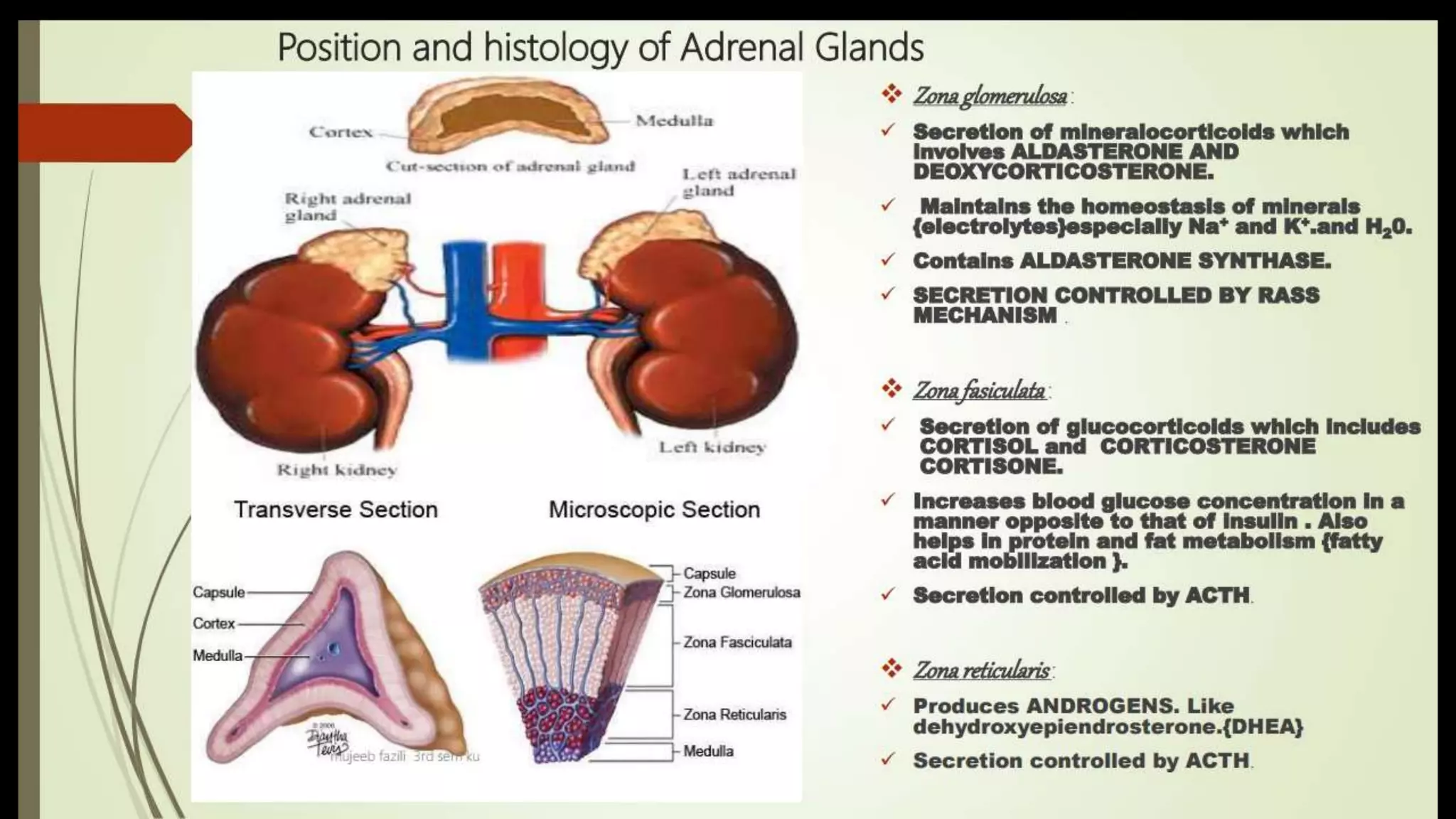 Adrenal gland diseases,Cushing syndrome,Addison disease and ...