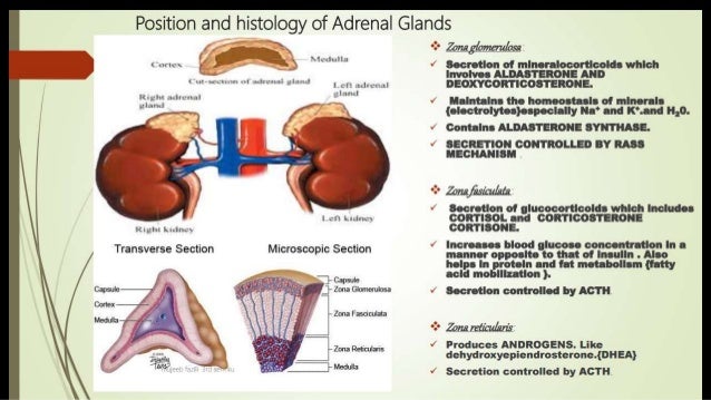 Adrenal gland diseases,Cushing syndrome,Addison disease and Pheochrom…