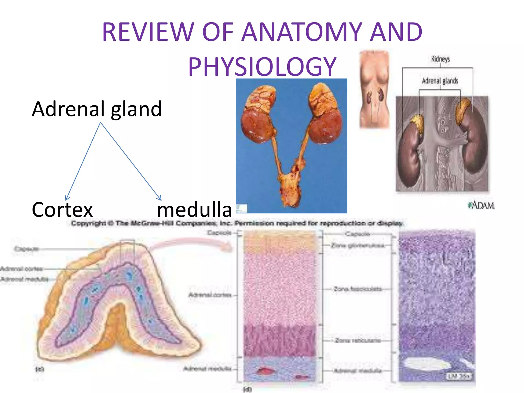 Adrenal gland disorders | PPTX