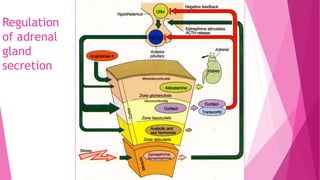 Adrenal gland disorders kinara | PPTX