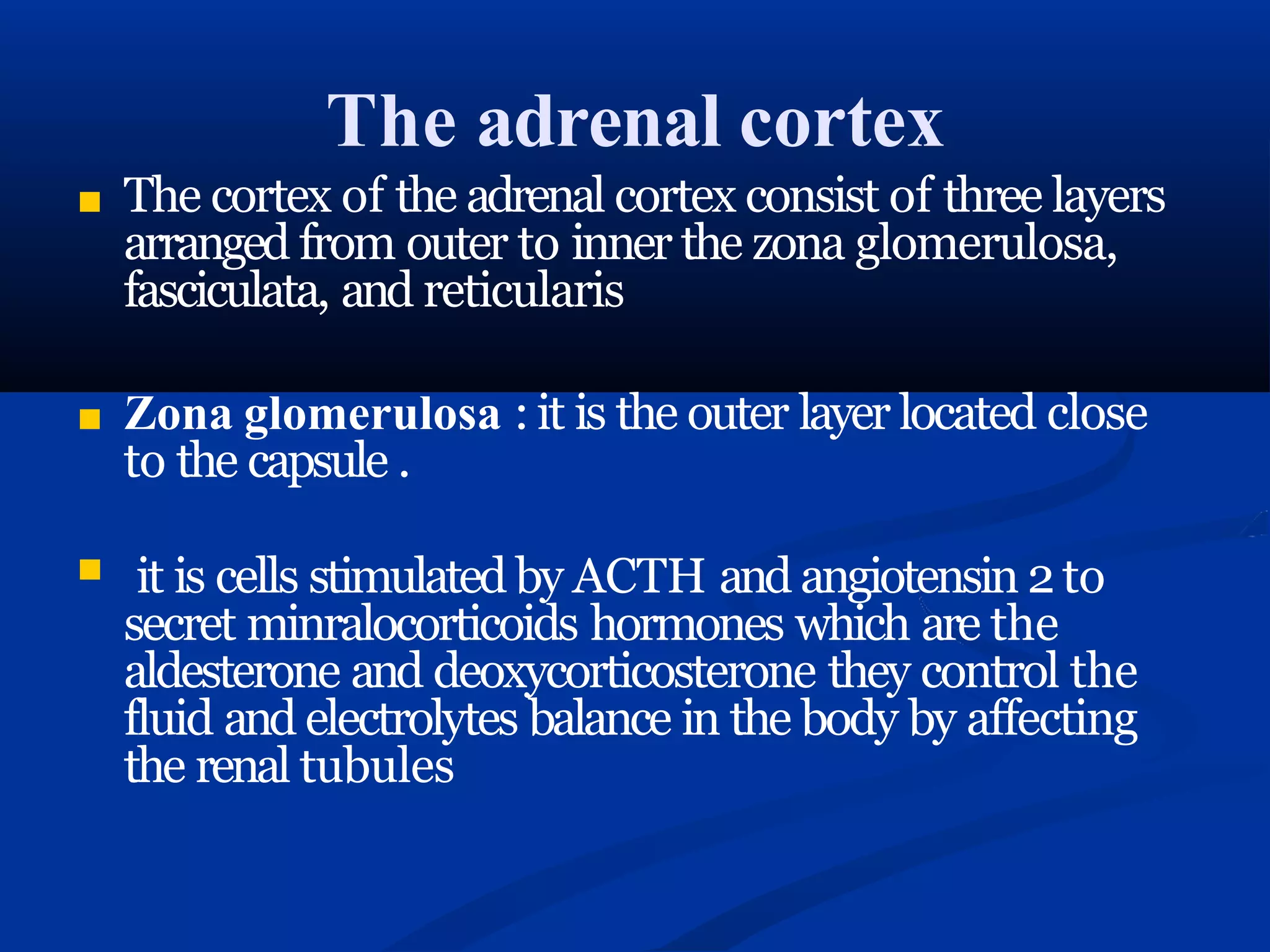 Adrenal gland gross anatomy ppt.pptx
