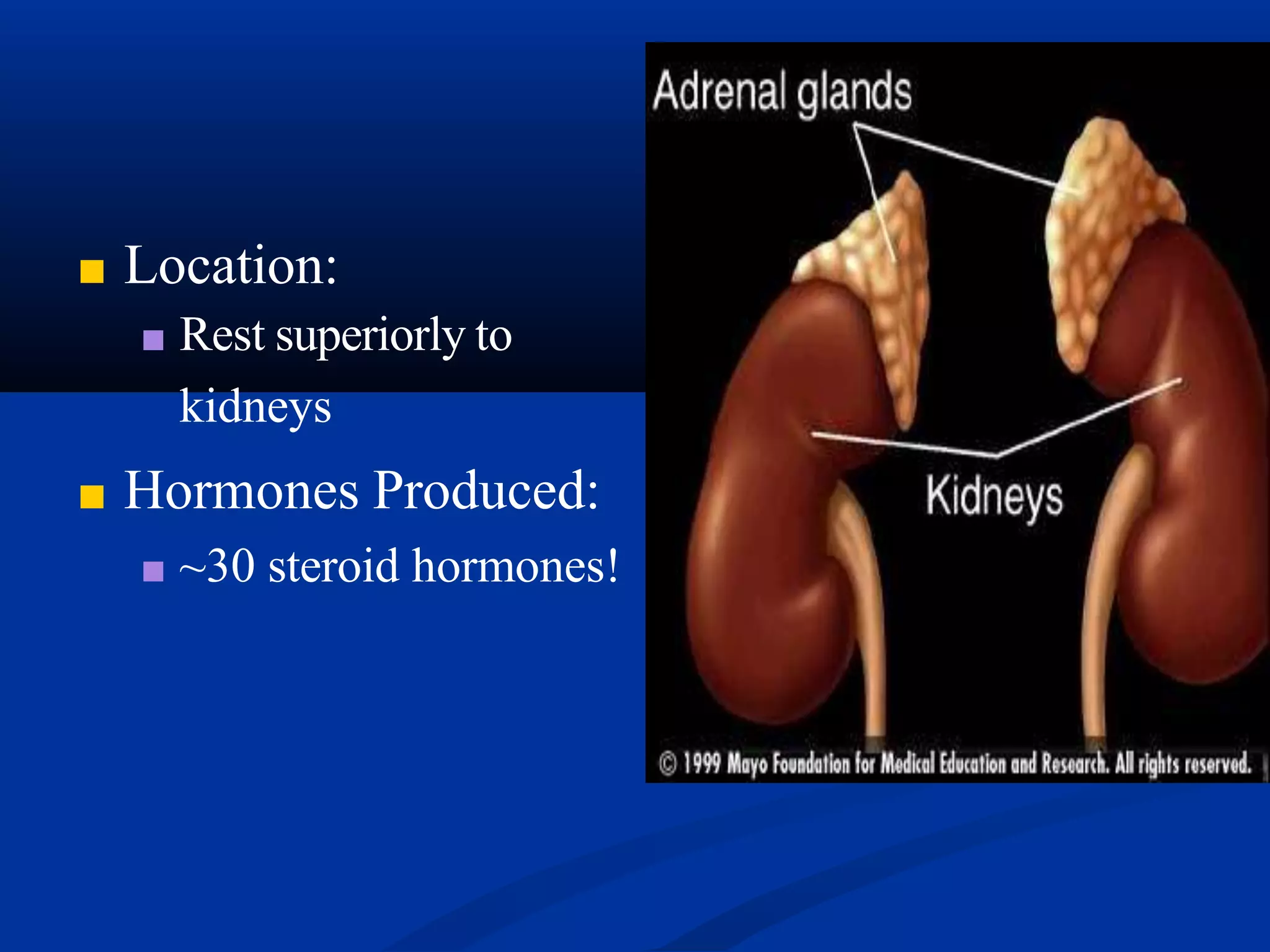 Adrenal gland gross anatomy ppt.pptx