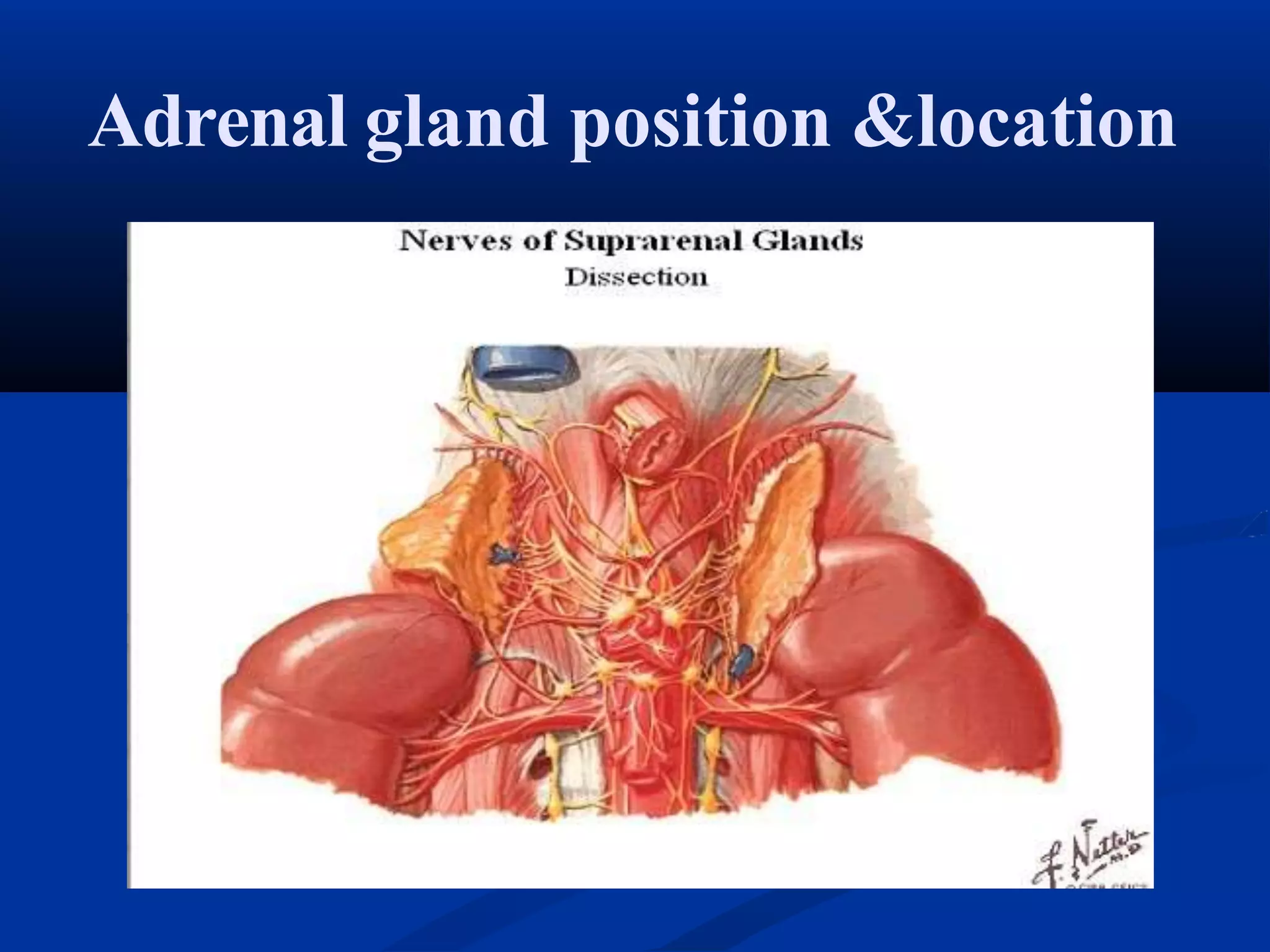 Adrenal gland gross anatomy ppt.pptx