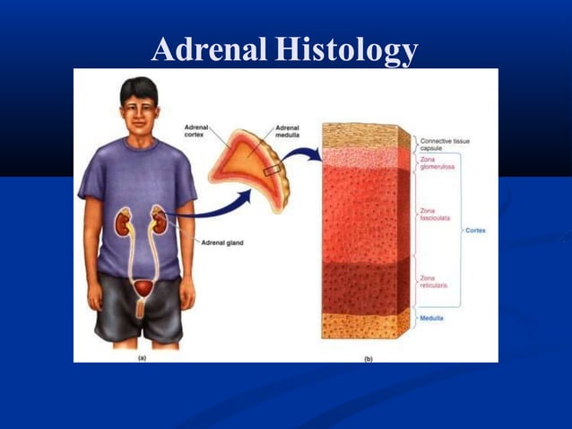 Adrenal gland gross anatomy ppt.pptx