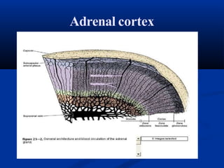 Adrenal gland gross anatomy ppt.pptx