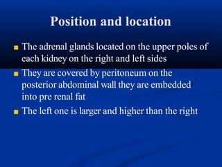 Adrenal gland gross anatomy ppt.pptx