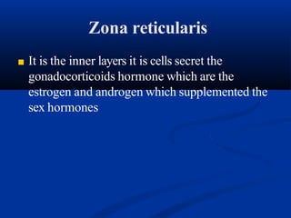 Adrenal gland gross anatomy ppt.pptx