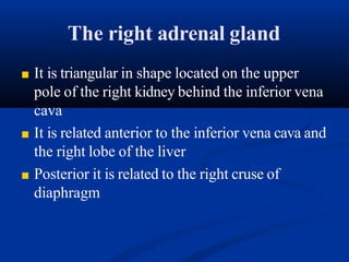 Adrenal gland gross anatomy ppt.pptx