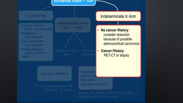 Imaging of the adrenal glands in radiology | PPTX
