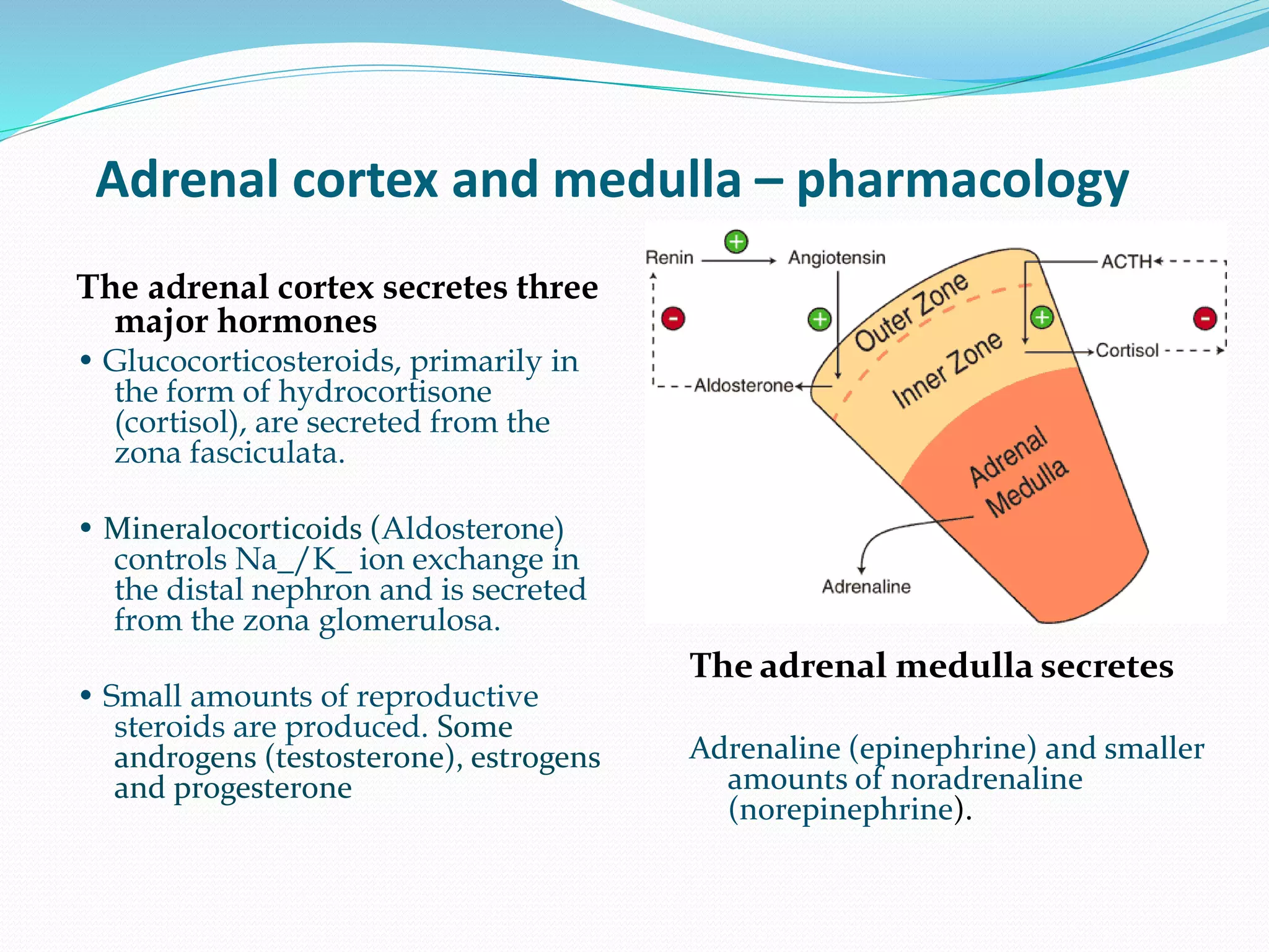 Adrenal gland & its hormon | PPTX