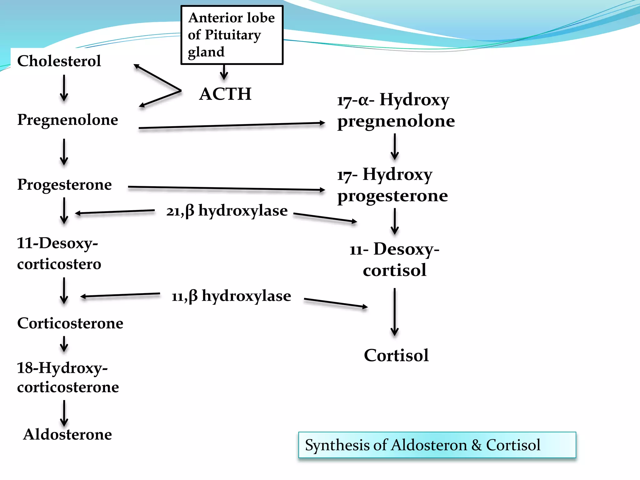 Adrenal gland & its hormon | PPTX