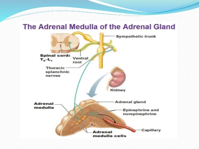 Adrenal gland & its hormon