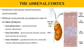 Adrenal gland physiology | PPT