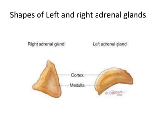 Adrenal glands | PPTX