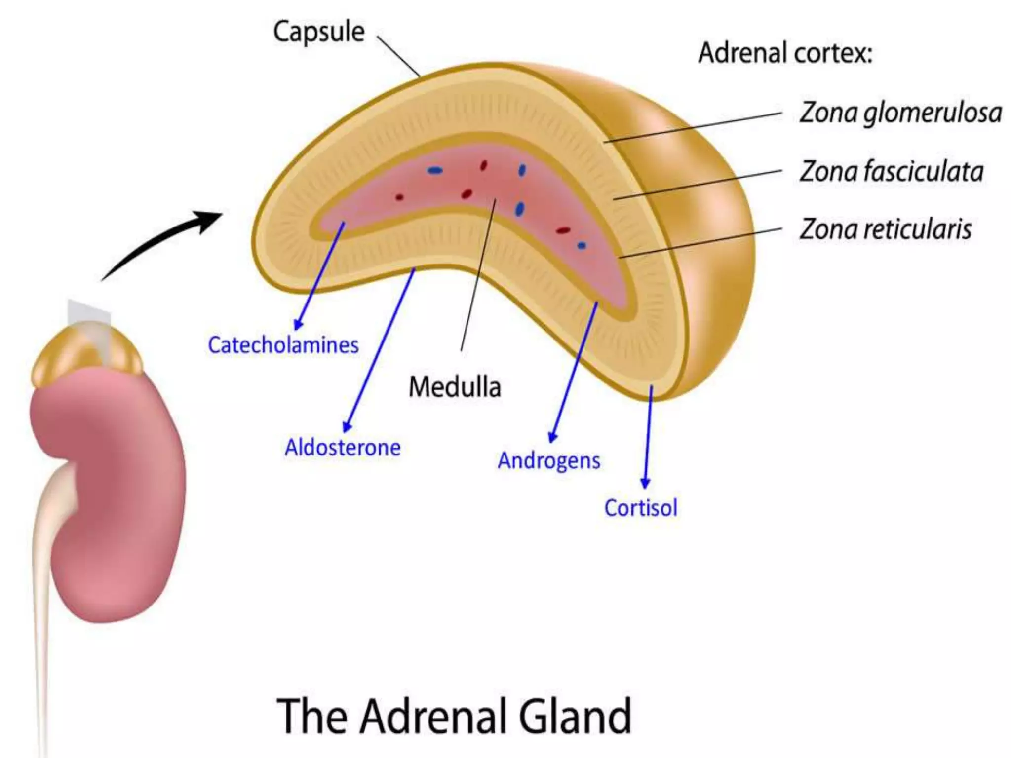 HISTOLOGY OF ADRENAL GLANDS | PPTX